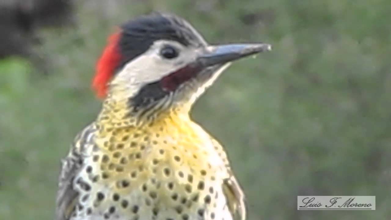 CARPINTERO REAL MACHO - Colaptes melanochloros - AVES DE ARGENTINA ...