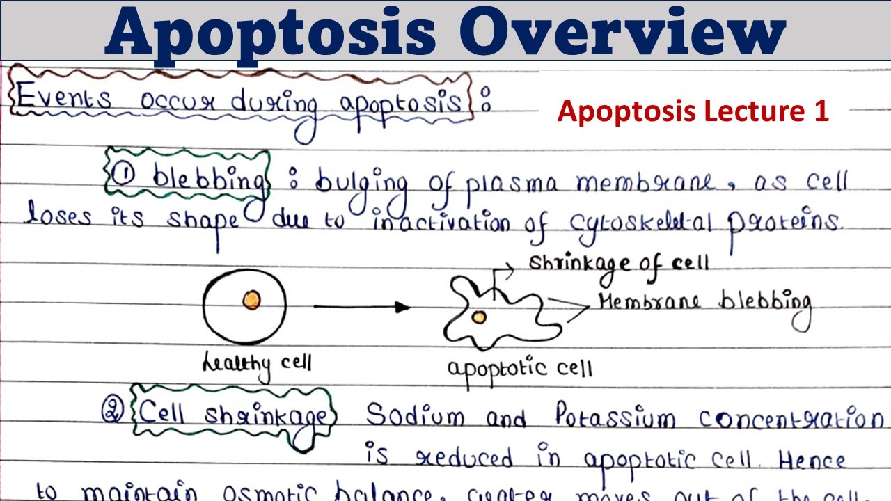 Apoptosis | Overview | Apoptosis lecture 1 - YouTube