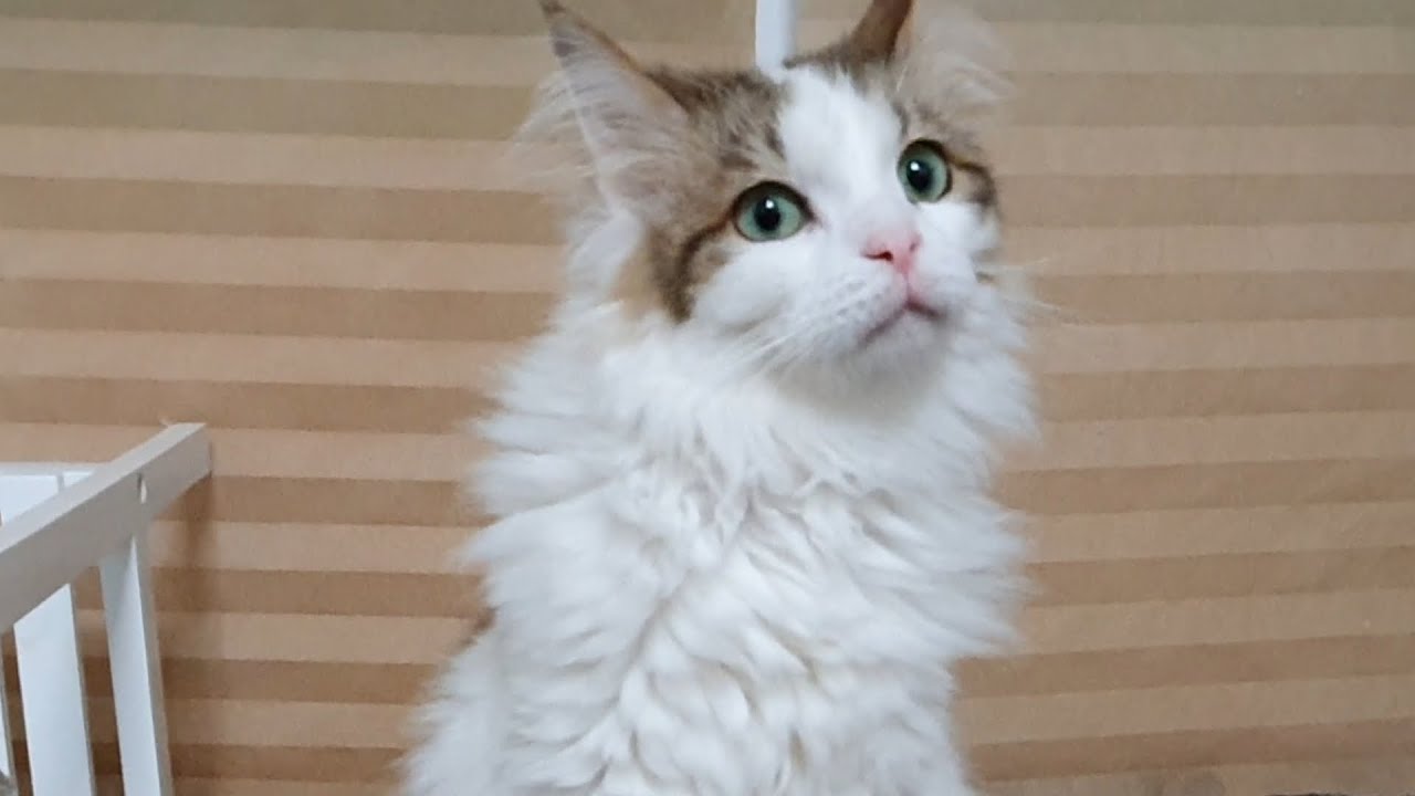 The Fluffy Predators - YouTube