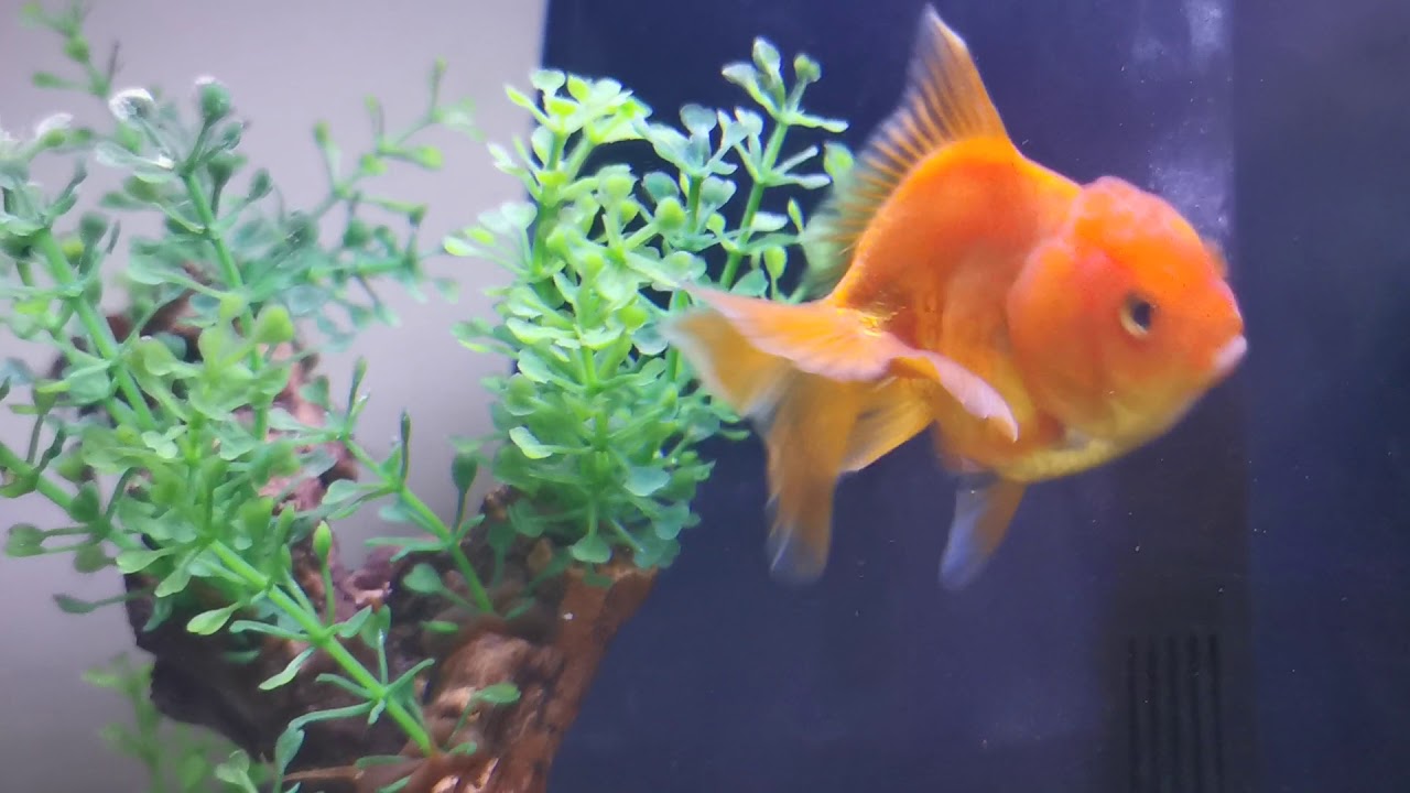 #GOLDFISH #FISHTANK #GOLDY - YouTube