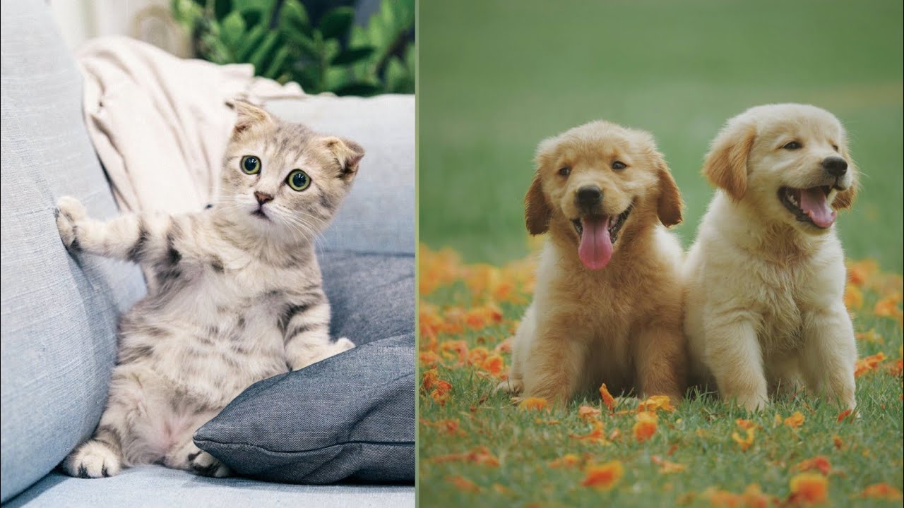 baby-cats-cute-and-funny-cat-videos-compilation-01-welcome-my