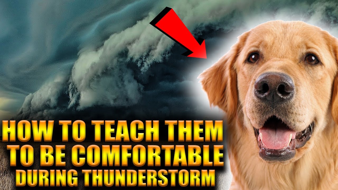 How To Teach Your Dog To Be Comfortable During Thunder Storms - YouTube