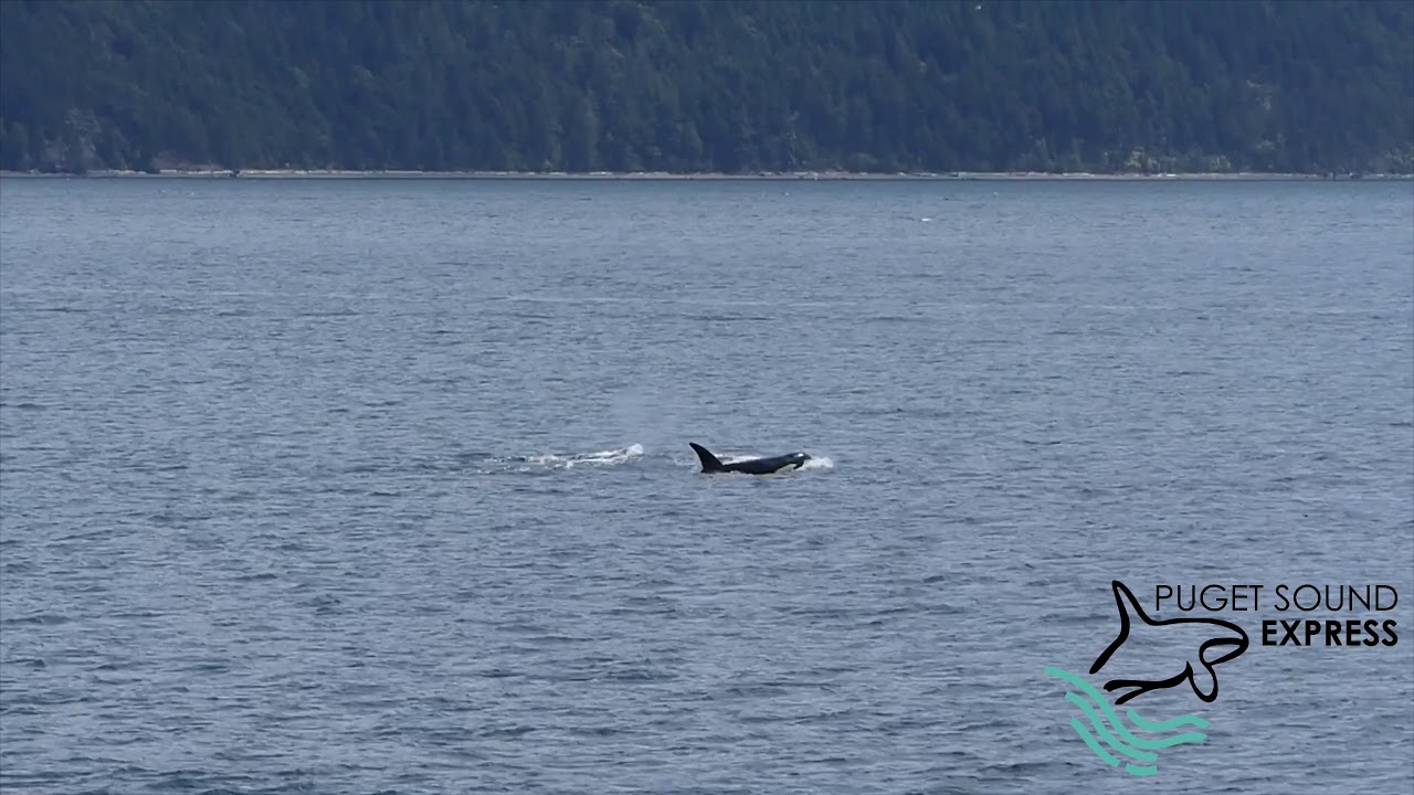 T65 Bigg's Orca Pod Near Orcas Island - YouTube