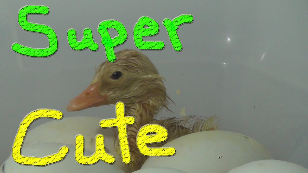 Snapping Turtle Got A Duck #47 Ducks For The Homeless - YouTube