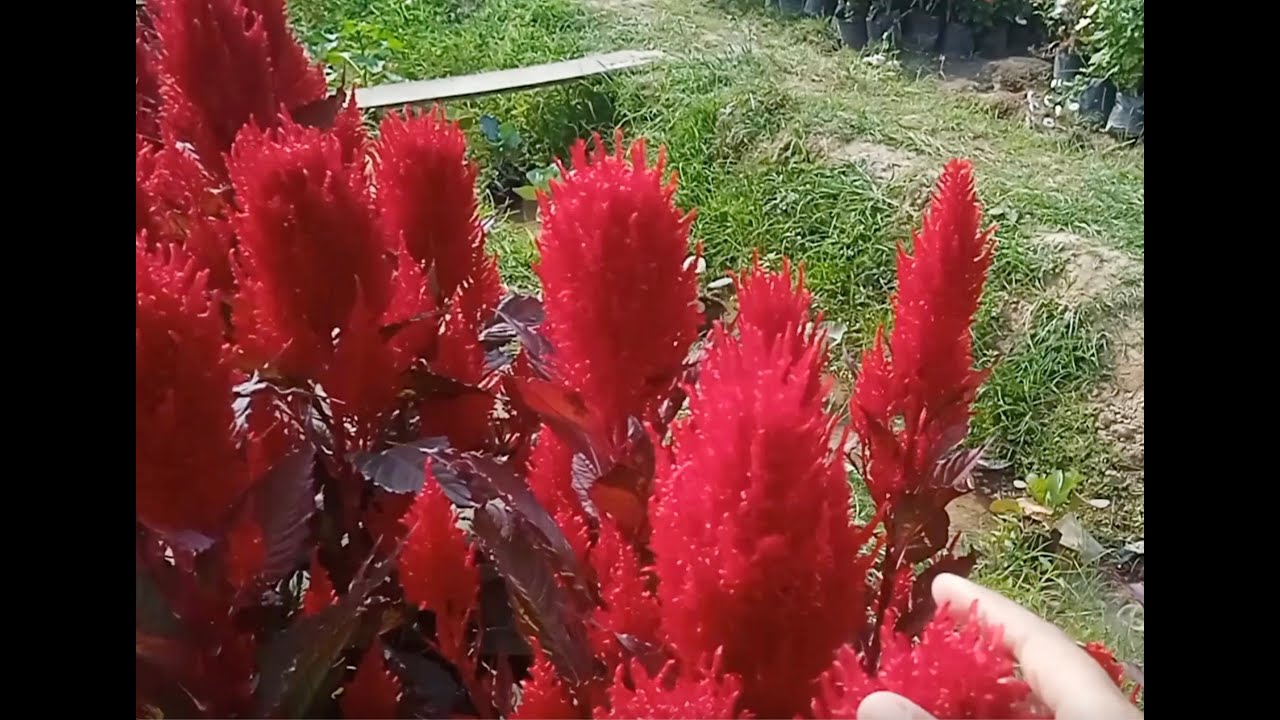 Celosia/Cockscomb (Morog phul) flower field in Bankura, West Bengal ...