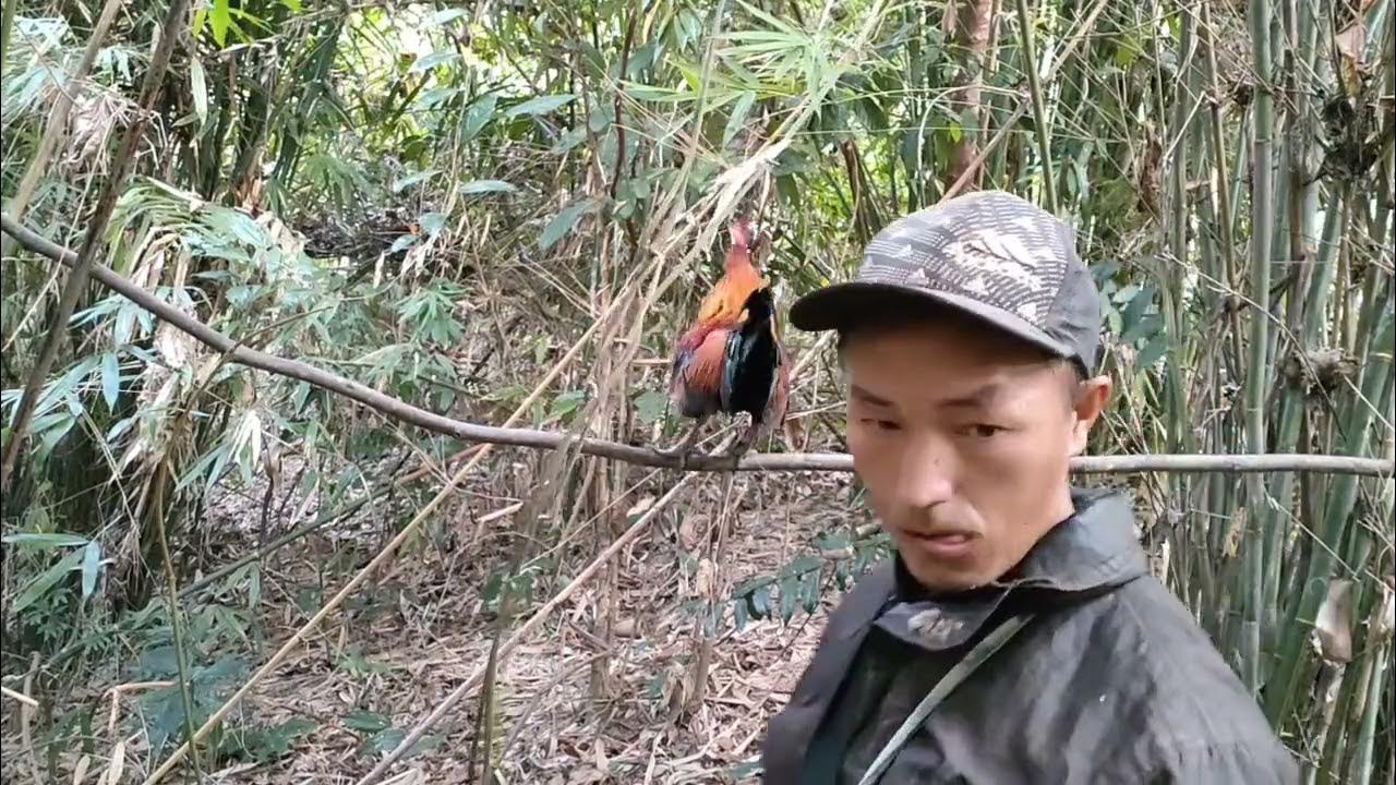 dib qaib qus lom zem tiag tiag - YouTube