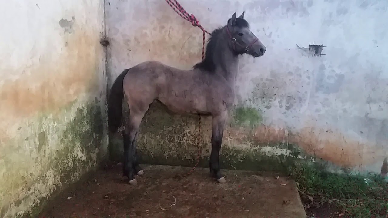 Hermosa potranca cuafrisian VENDIDA VENDIDA - YouTube