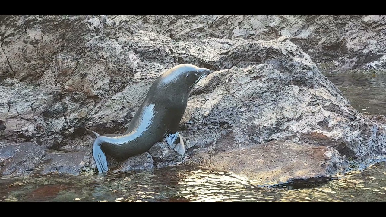 Our trip to Motunau/Plate Island Maketu NZ ABSOLUTELY STUNNING. (2 ...