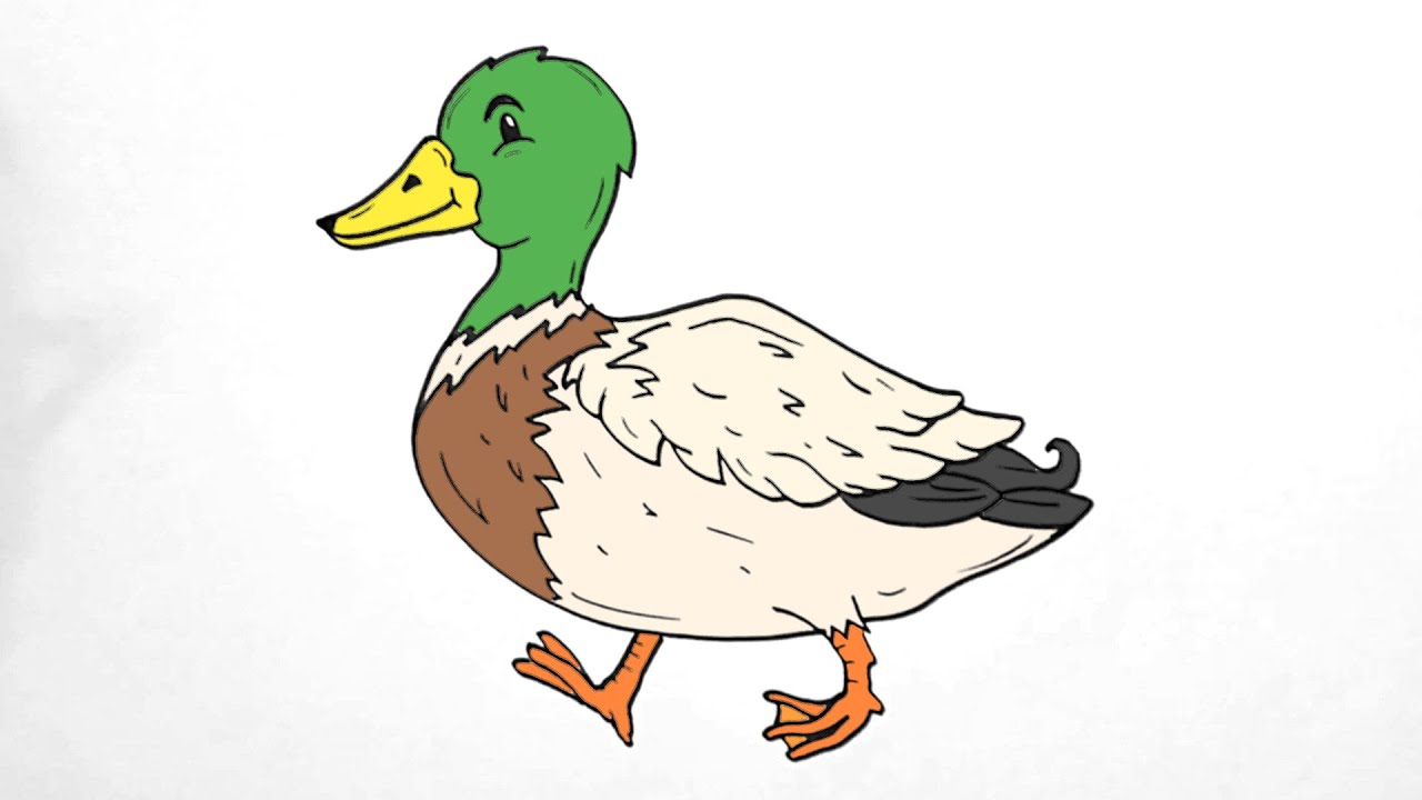 How to Draw MALARD DUCK Step by Step - YouTube
