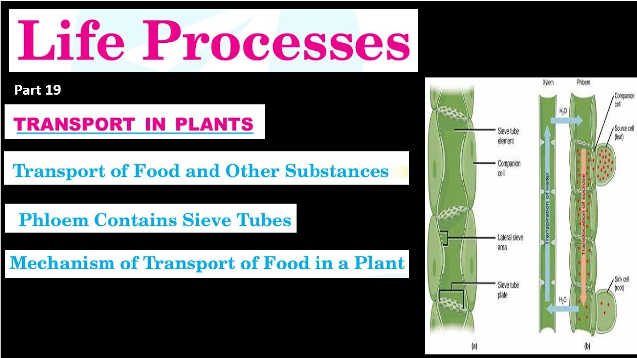 transport of food and other substance through phloem sieve tubes and ...