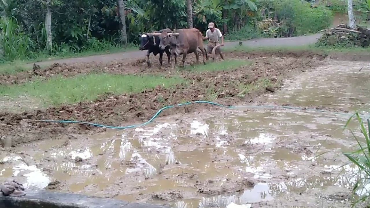 Bajak sawah dengan sapi !! 😊 - YouTube