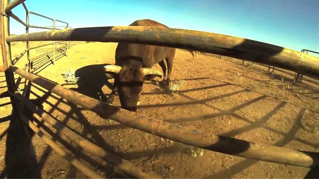 Cattle Mustering Wild West Part Three - YouTube