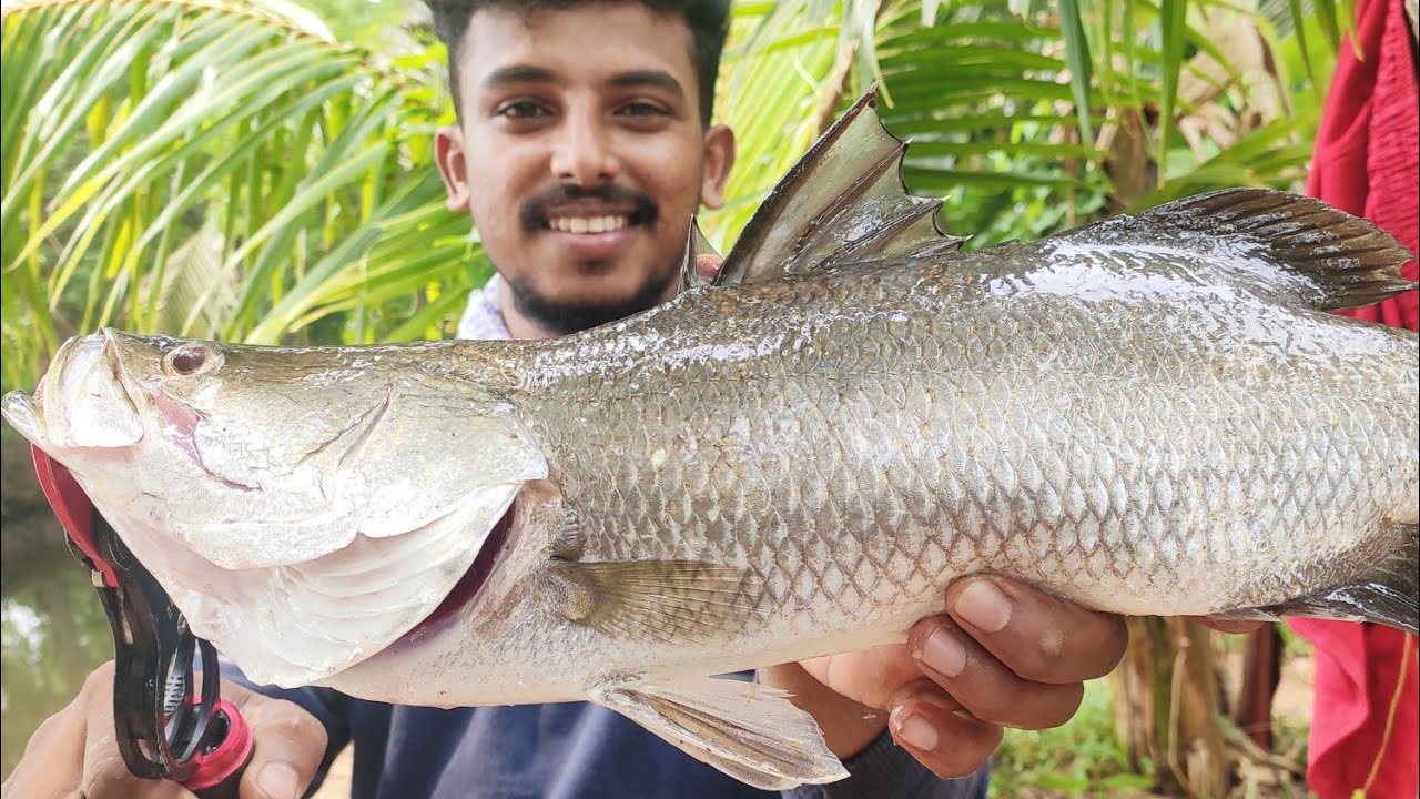 ചൂണ്ട ഇടുന്നവർ കിട്ടാൻ ആഗ്രഹിക്കുന്ന കാളാഞ്ചി മീൻ പിടുത്തം | Fishing ...