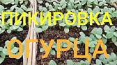 Кто боится пикировать. Посвящается это видео. Сколько погибает растений ...