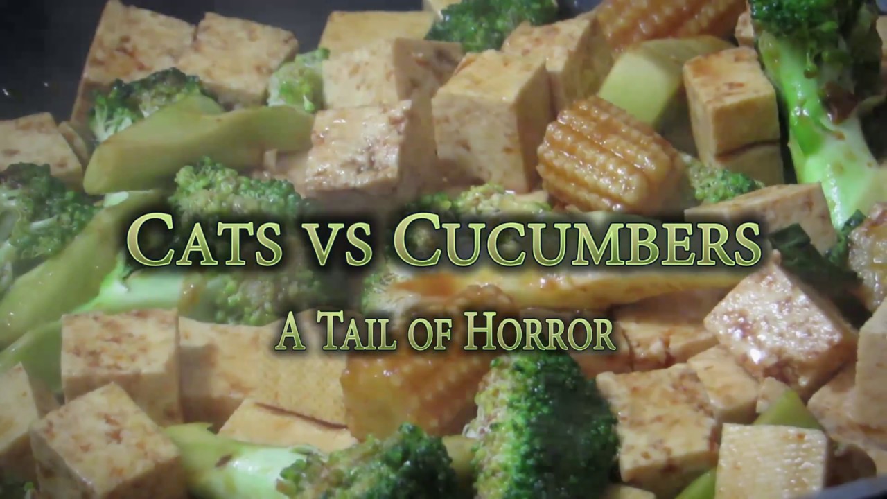 Cats vs Cucumbers-- The Short Film by Katrina Sturgeon - YouTube