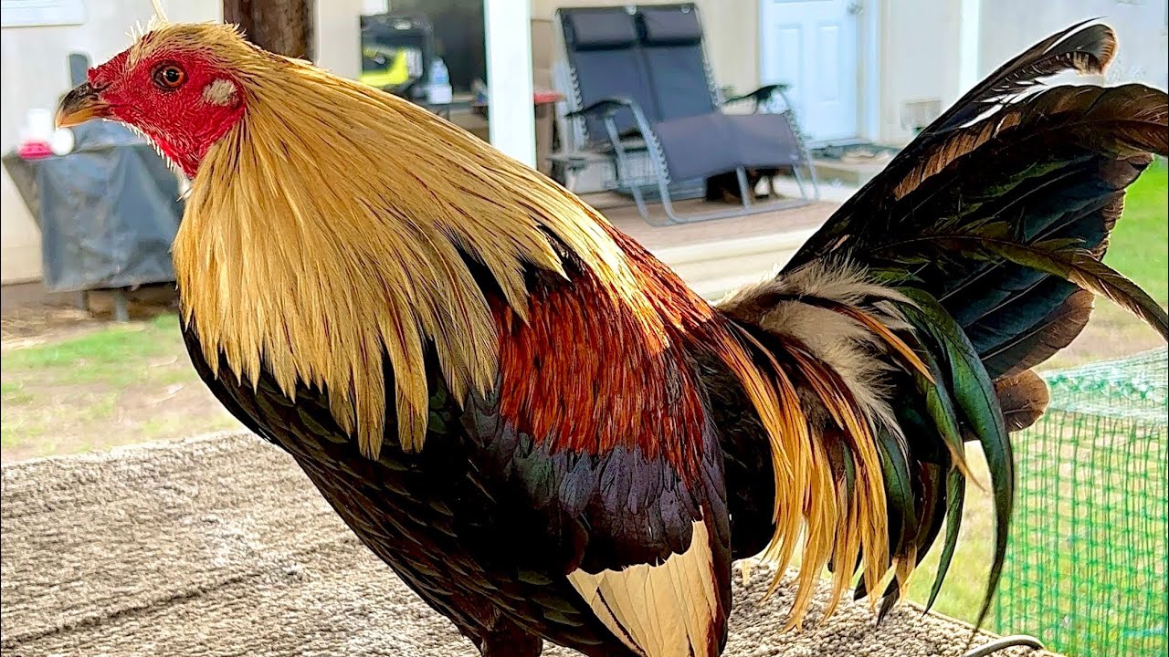 Leiper Hatch Grey - YouTube