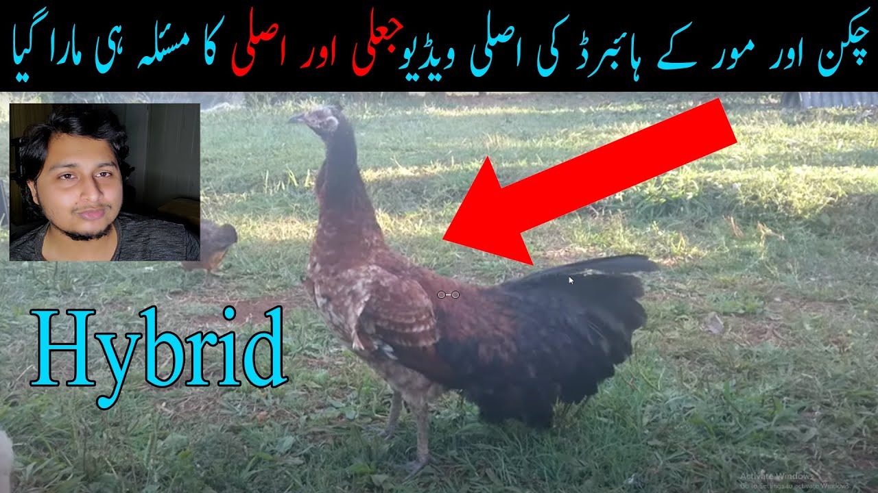 Reacting to the real Videos of Chicken and Peacock Hybrid - YouTube