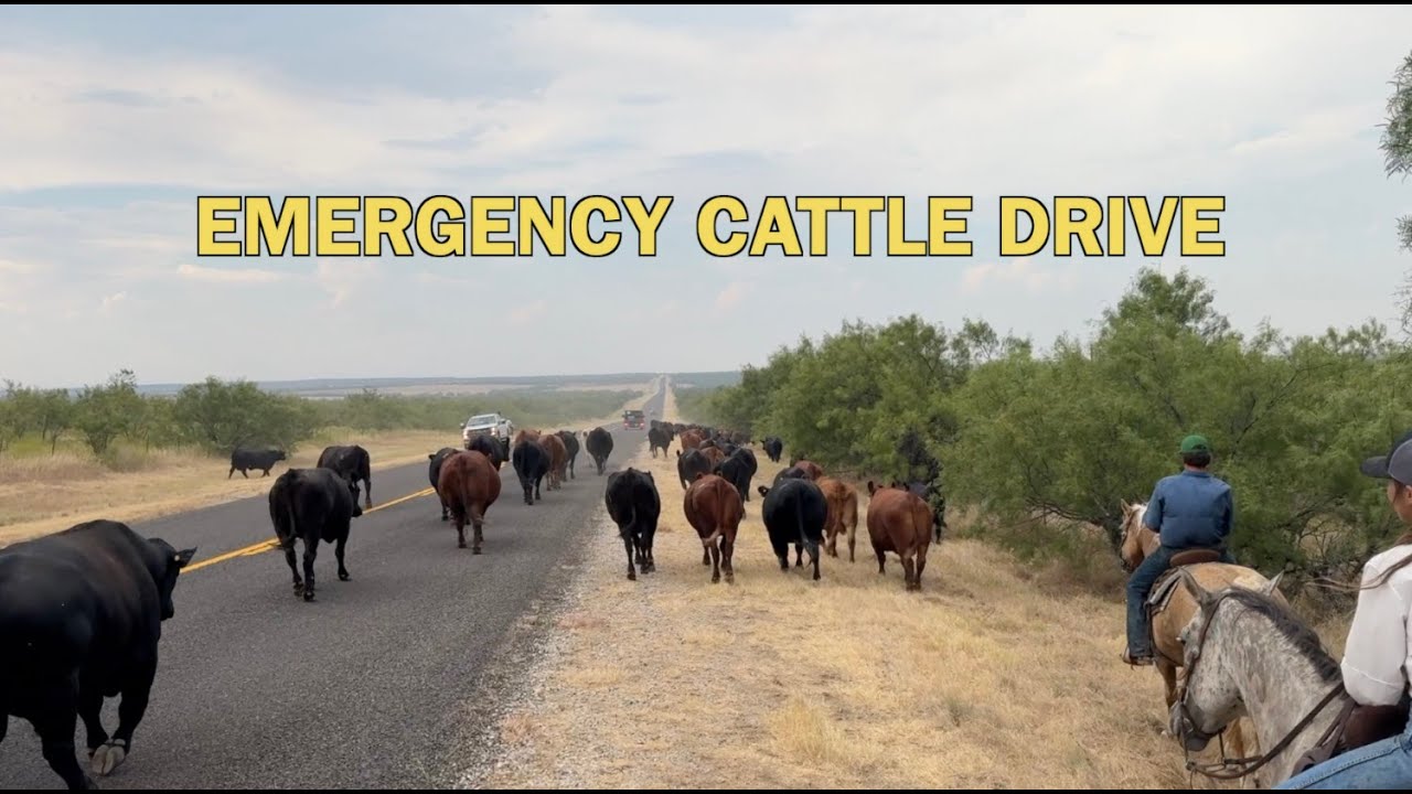 An Emergency Cattle Move Away From A Wild Fire - Registered Ranching ...