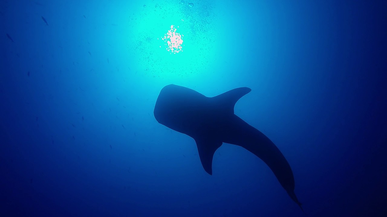 Nice Fat Sharks and Whaleshark from Below - YouTube
