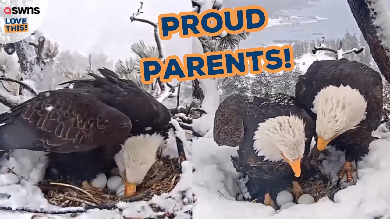 Proud bald eagles protect their nest 🦅 | LOVE THIS! - YouTube