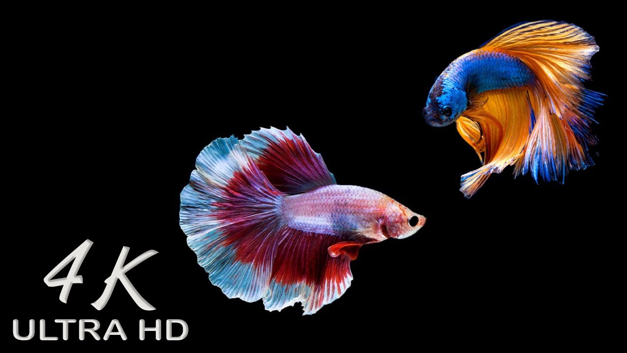 Aquarium Betta Splendes fighting fish 4K VIDEO (ULTRA HD) Beautiful ...