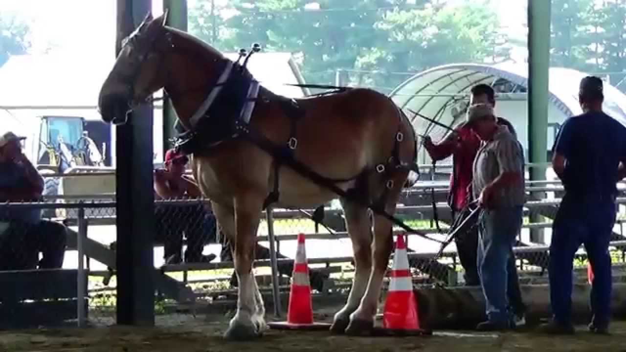 Fair Horse Twitching Video (Part-4) - YouTube