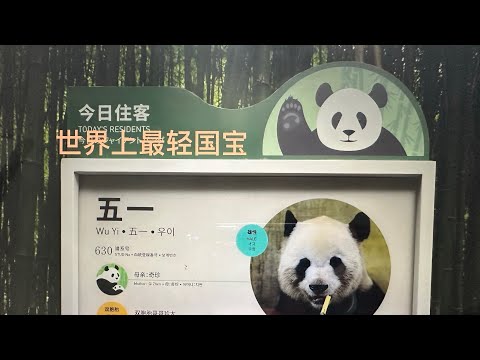 成都熊猫谷 Chengdu Panda Valley