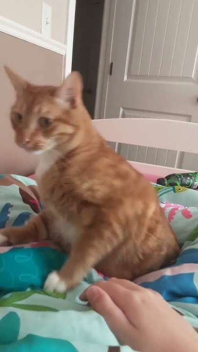 my cat cheeto - YouTube