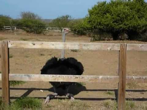 Angry Ostrich - YouTube