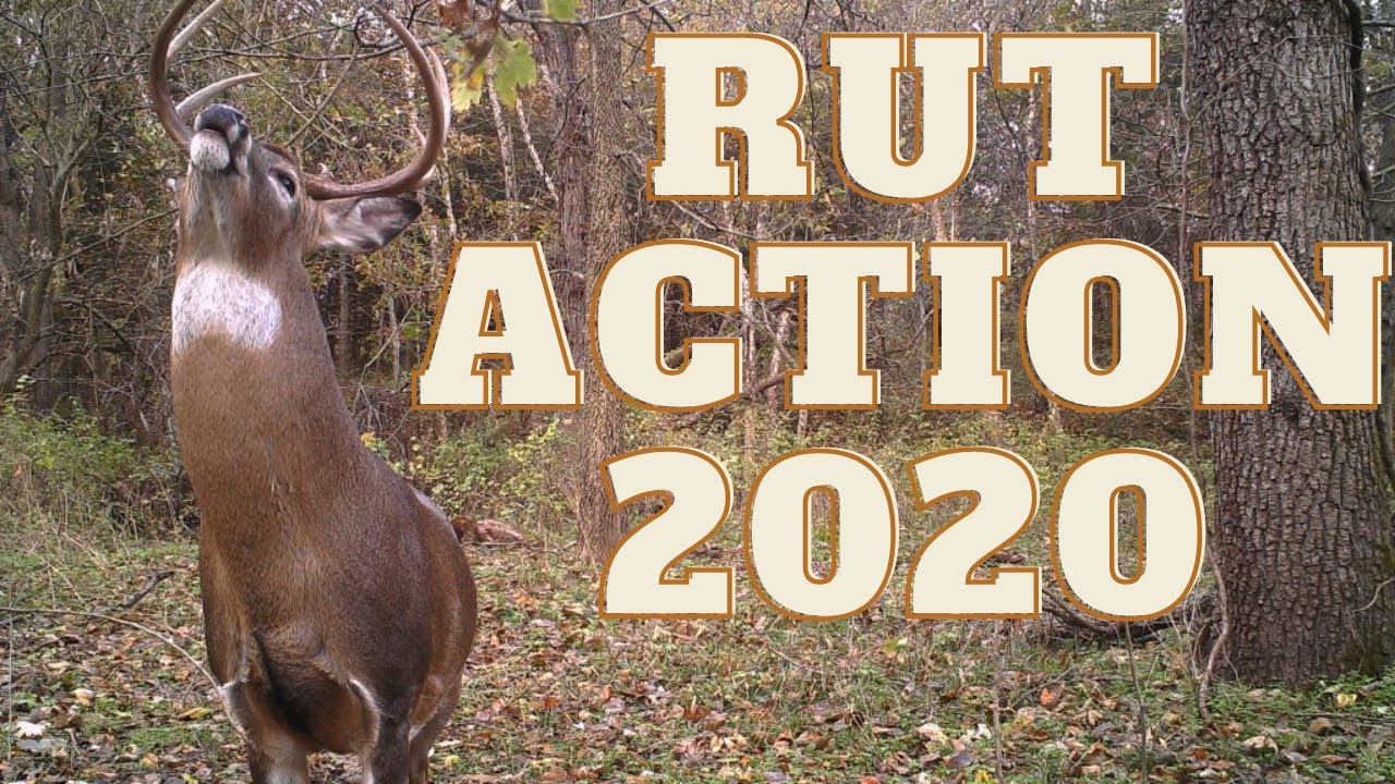 Michigan Deer Hunting 2020 ( Tons of RUT ACTION) - YouTube