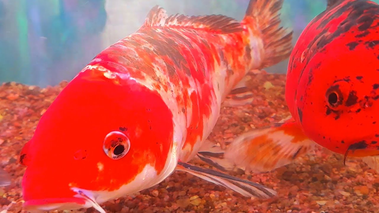 Unbelievable Fish of Aquarium | Fish Market of Katabon | Bangla Fish ...