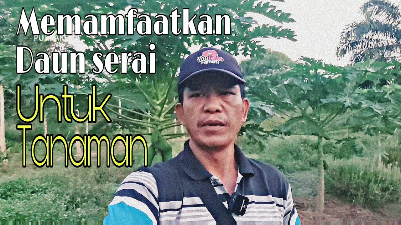 Dengan Memamfaatkan Daun Serai Tanah Jadi Gembur Dan Subur - YouTube