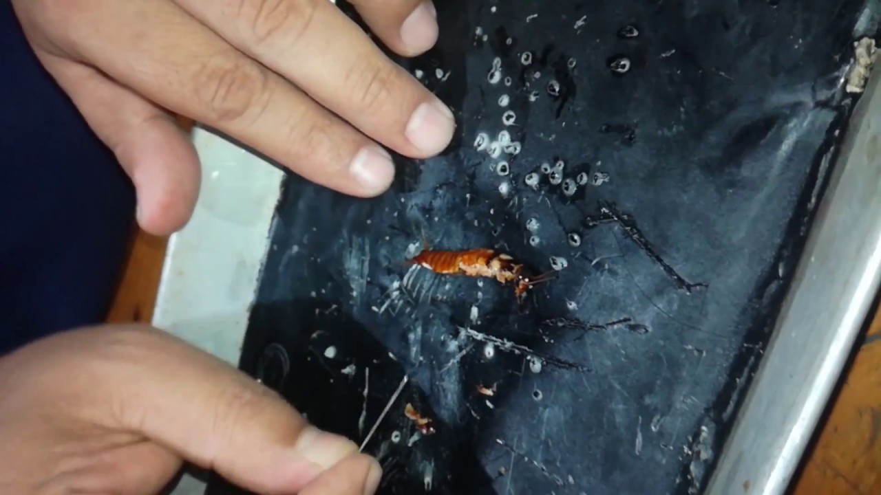 Cockroach Dissection ( আরশোলার ব্যবচ্ছেদ ) | Biology Practical ...