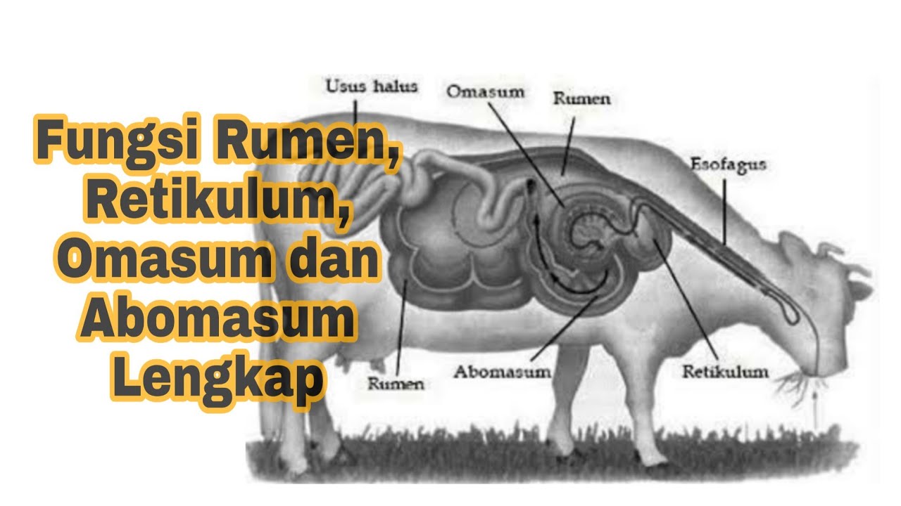 Fungsi Rumen Retikukum Omasum Dan Abomasum Lengkap | Bocah Share Dunia ...
