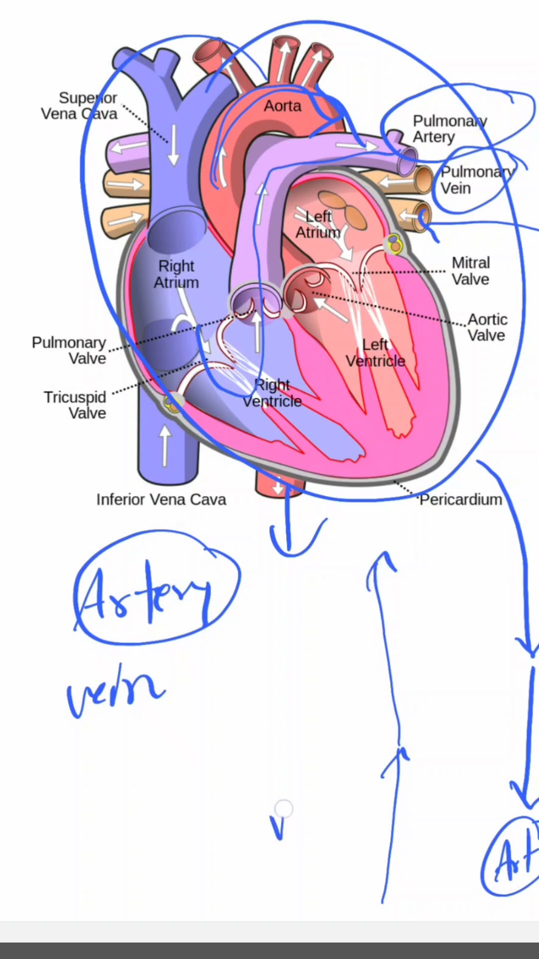 All arteries carry oxygenated blood except YouTube