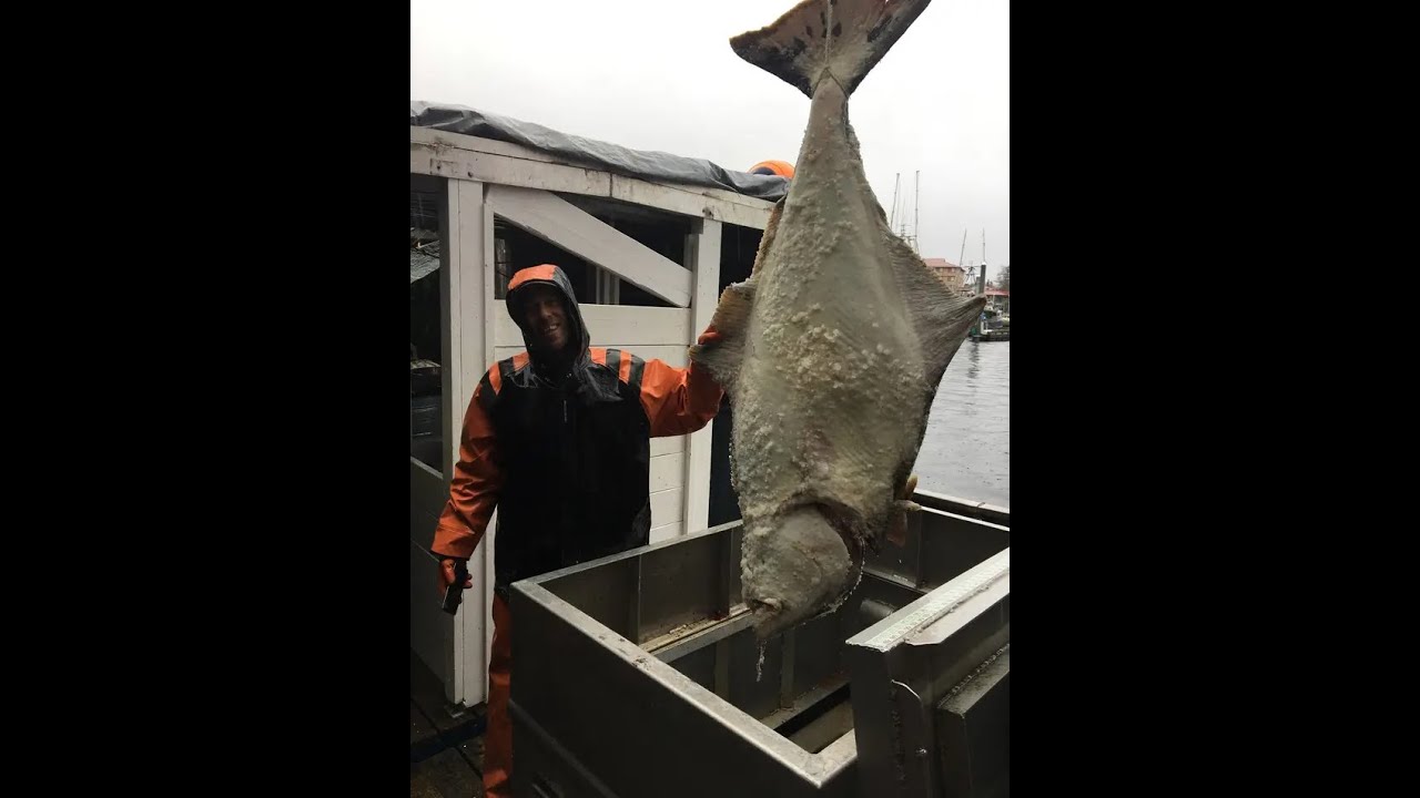 Longline Fishing for Halibut & Black Cod (Feat. AKNatural Bait it Set ...