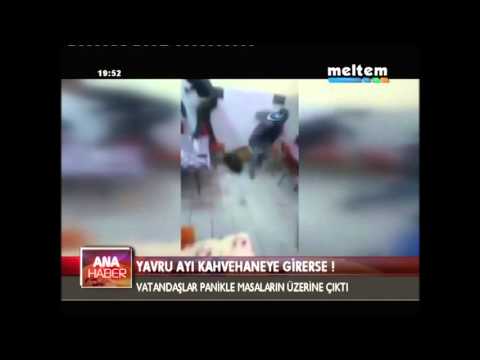 YAVRU AYI KAHVEHANEYE GİRERSE