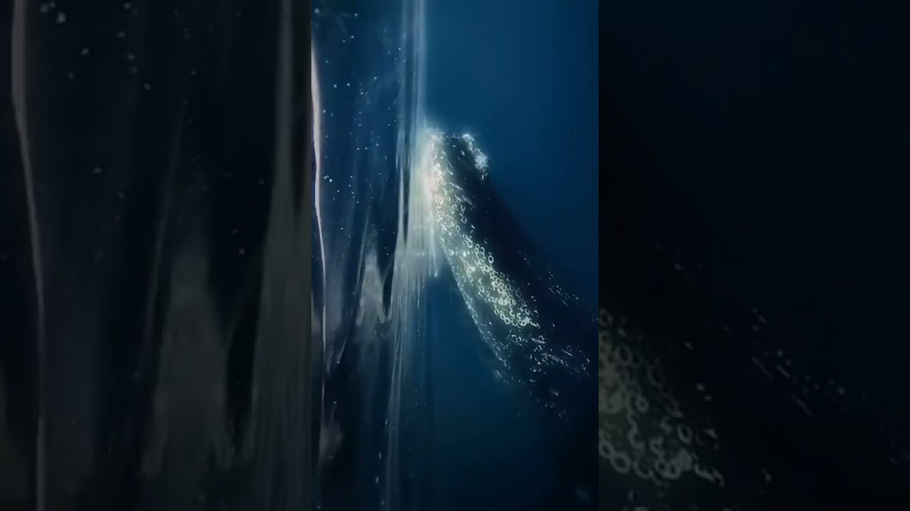 Imyaduvir - Timingala Bigger Whale 🐋 - YouTube