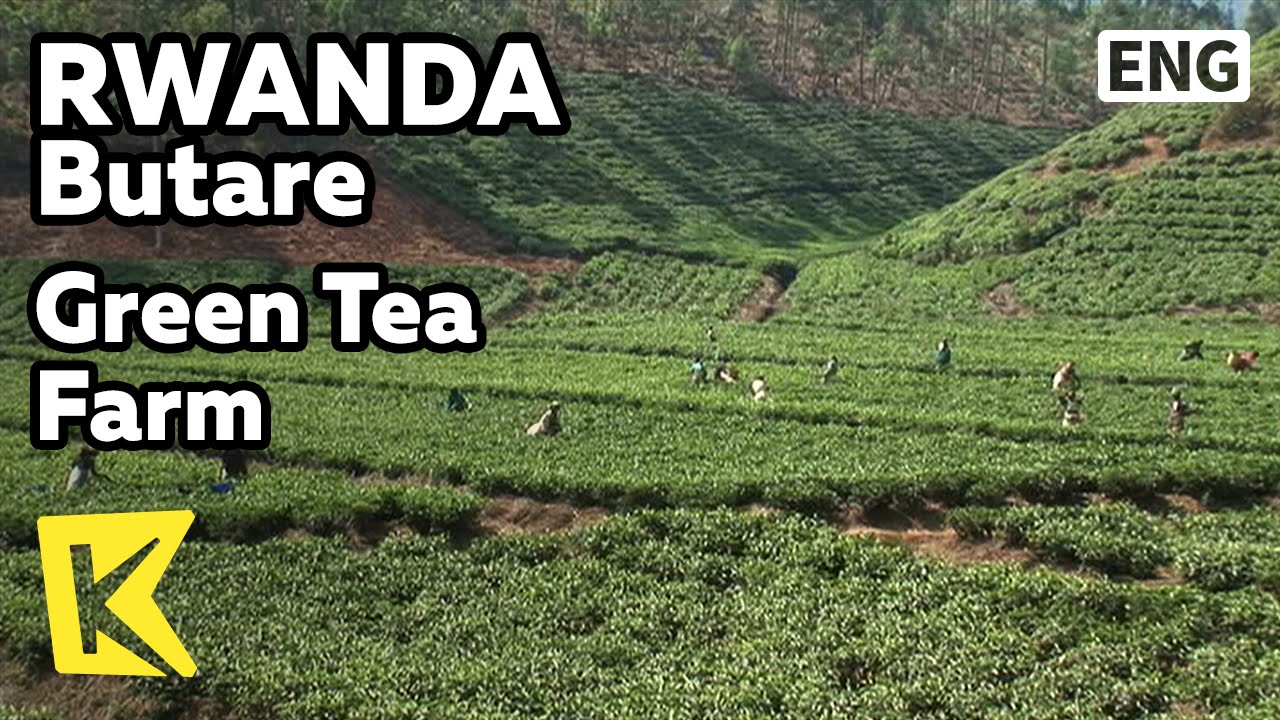 【K】Rwanda Travel-Butare[르완다 여행-부타레]끝없는 녹차 밭/Green Tea Farm/Field ...
