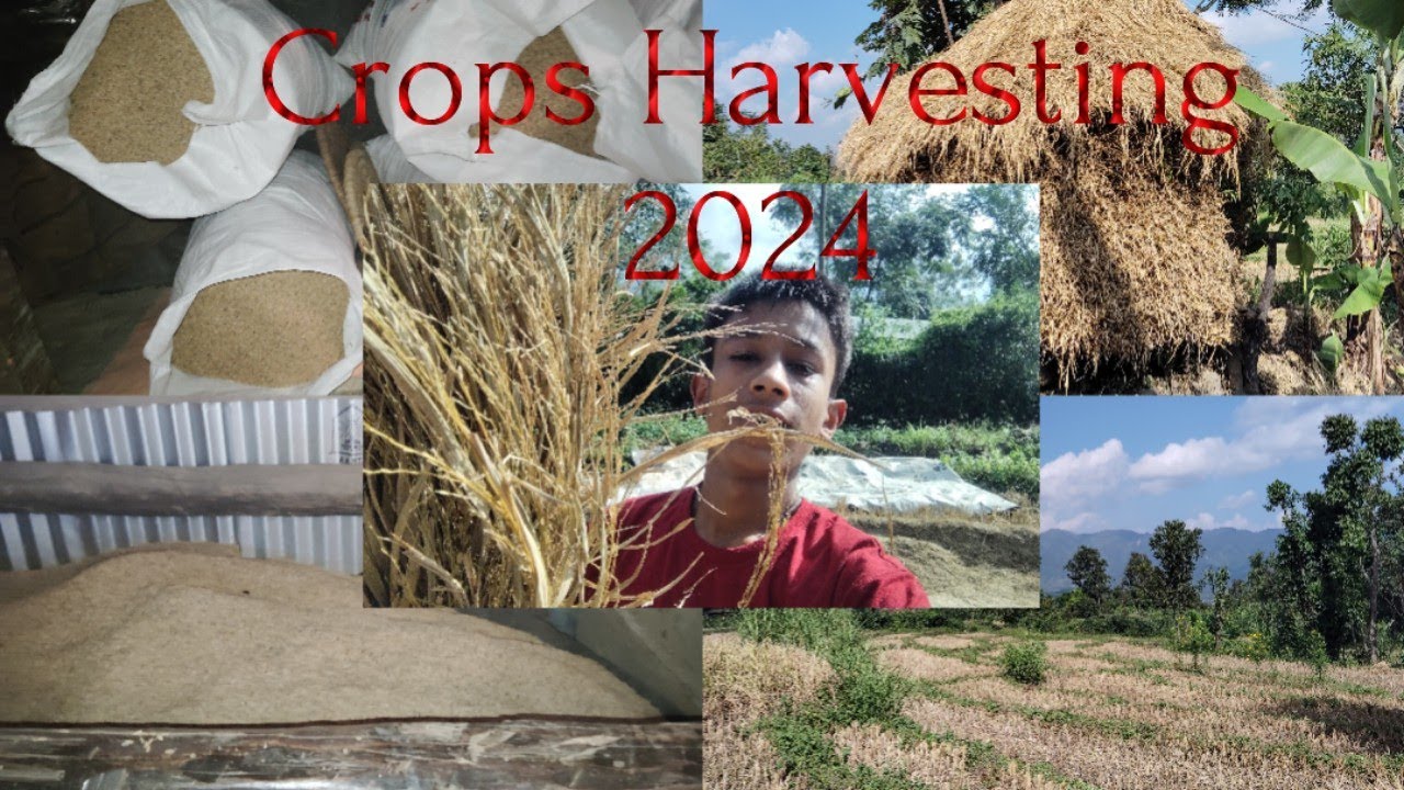 Crops Harvesting 2024 || Harvesting crops in our village ...