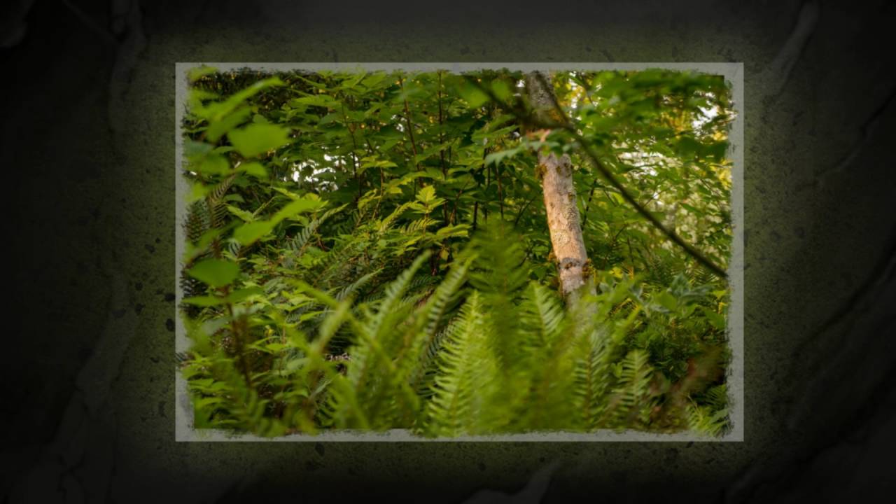 {explore} Point Defiance Native Plant Garden, Tacoma, WA - YouTube