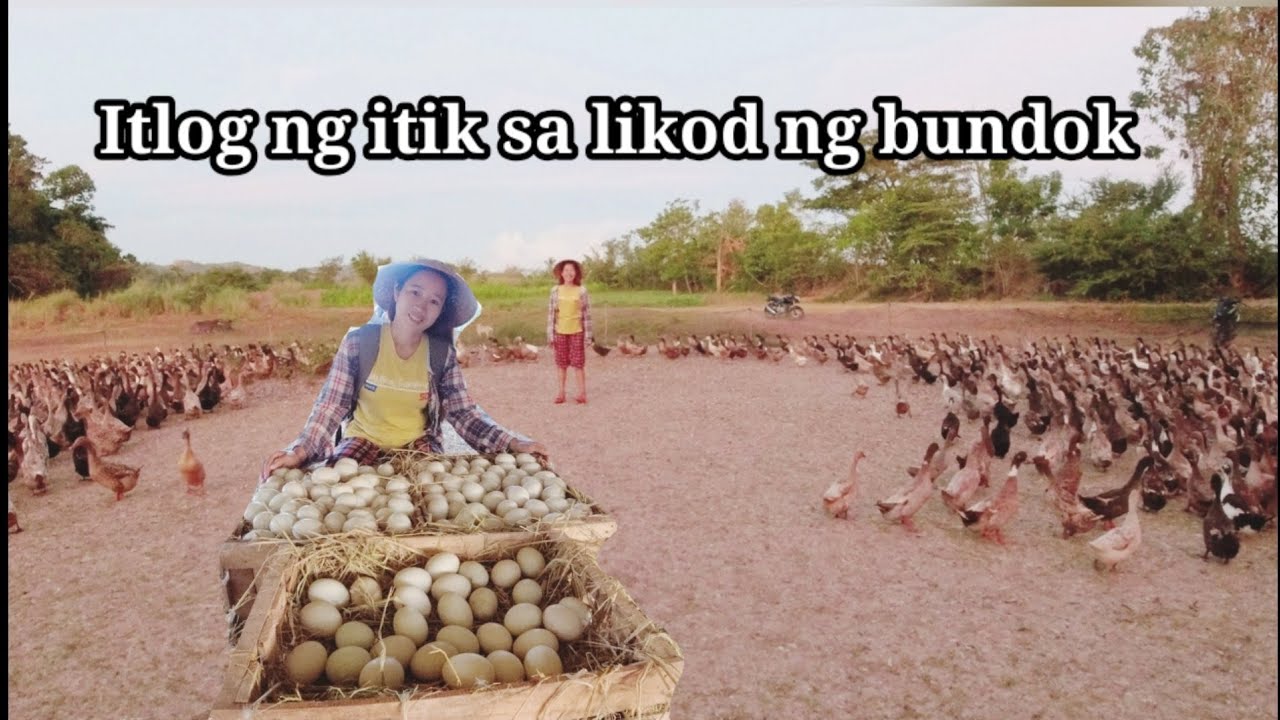 Itikan farm|Livelihood and poultry business|Buhay Probinsya|Usapang ...