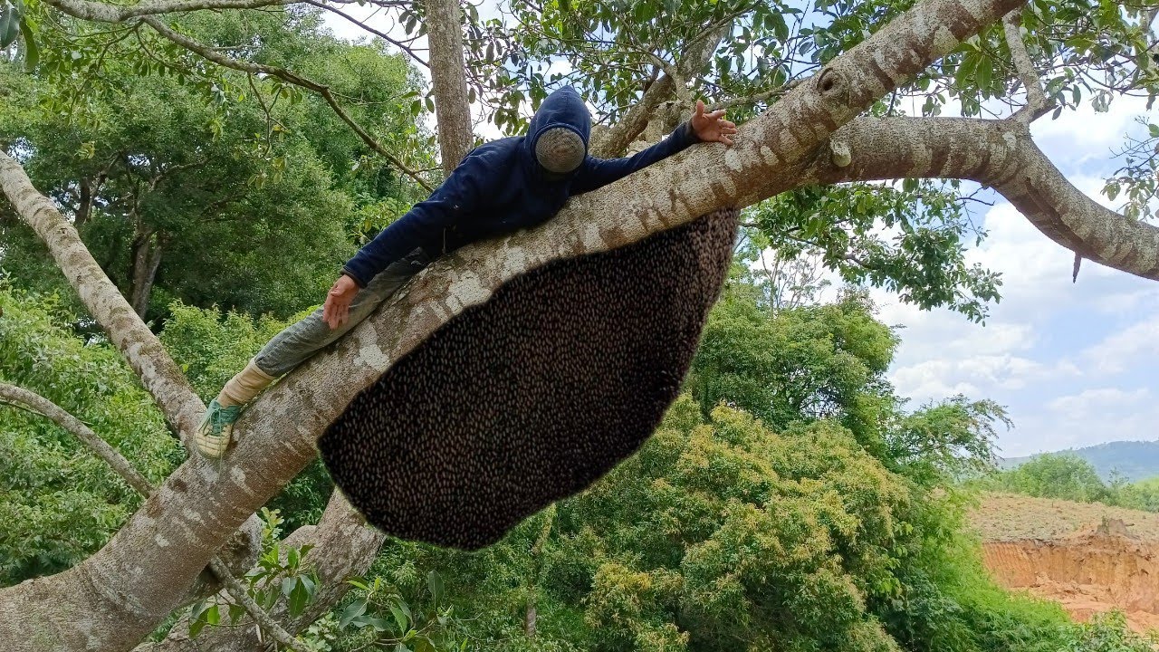 The beehive is very aggressive, just climb up and it flies down to ...