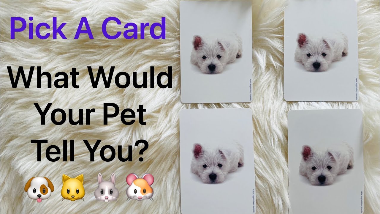Pick A Card - What Would Your Pet Tell You? ️👅 - YouTube
