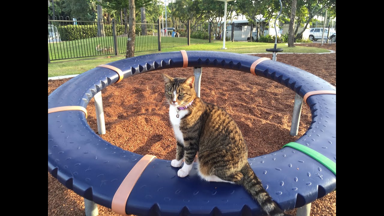 CAT-GO-ROUND - YouTube