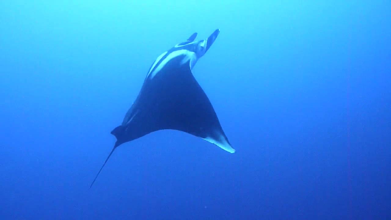 Massive Manta-Ray Red Sea/Brothers Islands - YouTube