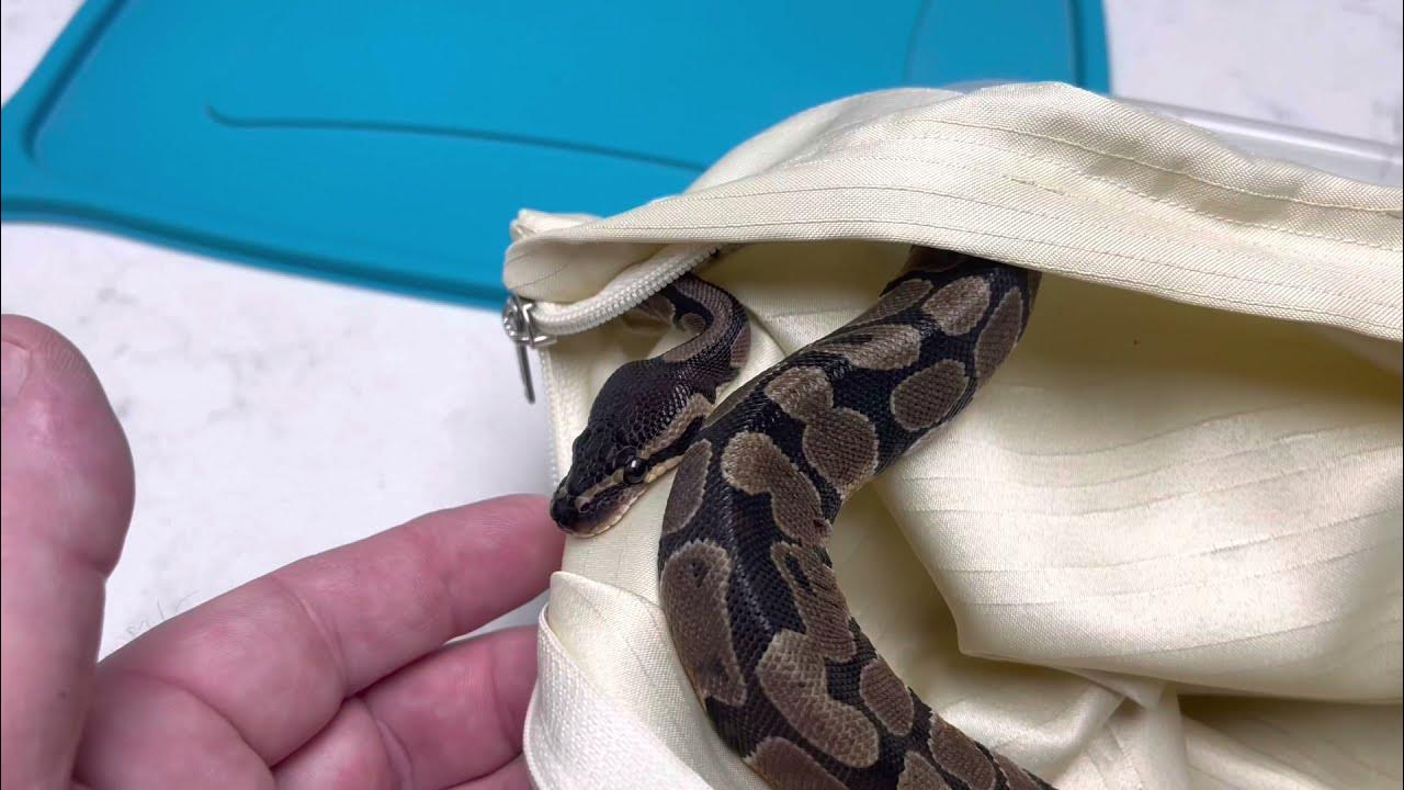 JUVENILE BALL PYTHON WITH CHRONIC TRICHOMONAS AND SECONDARY BLISTER ...