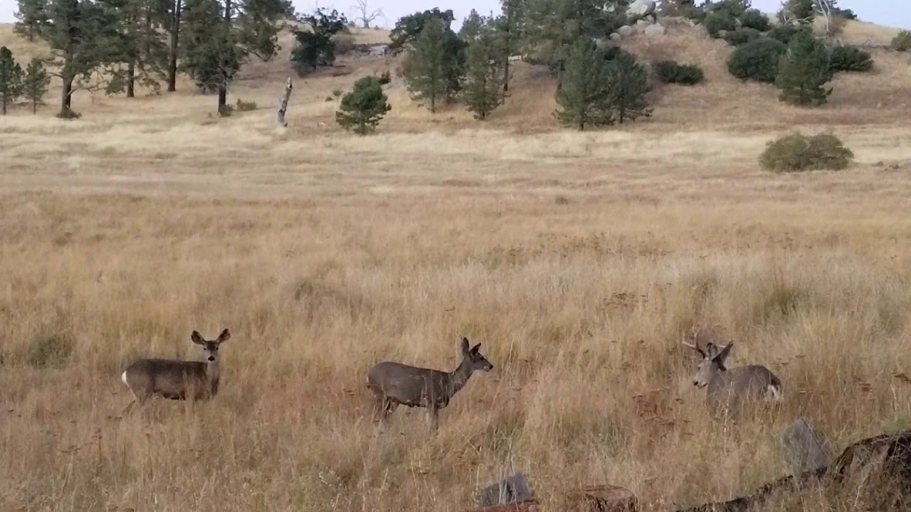 Oh deer. Doe! The buck stops here. Deer in the Stonewall Mine area of ...