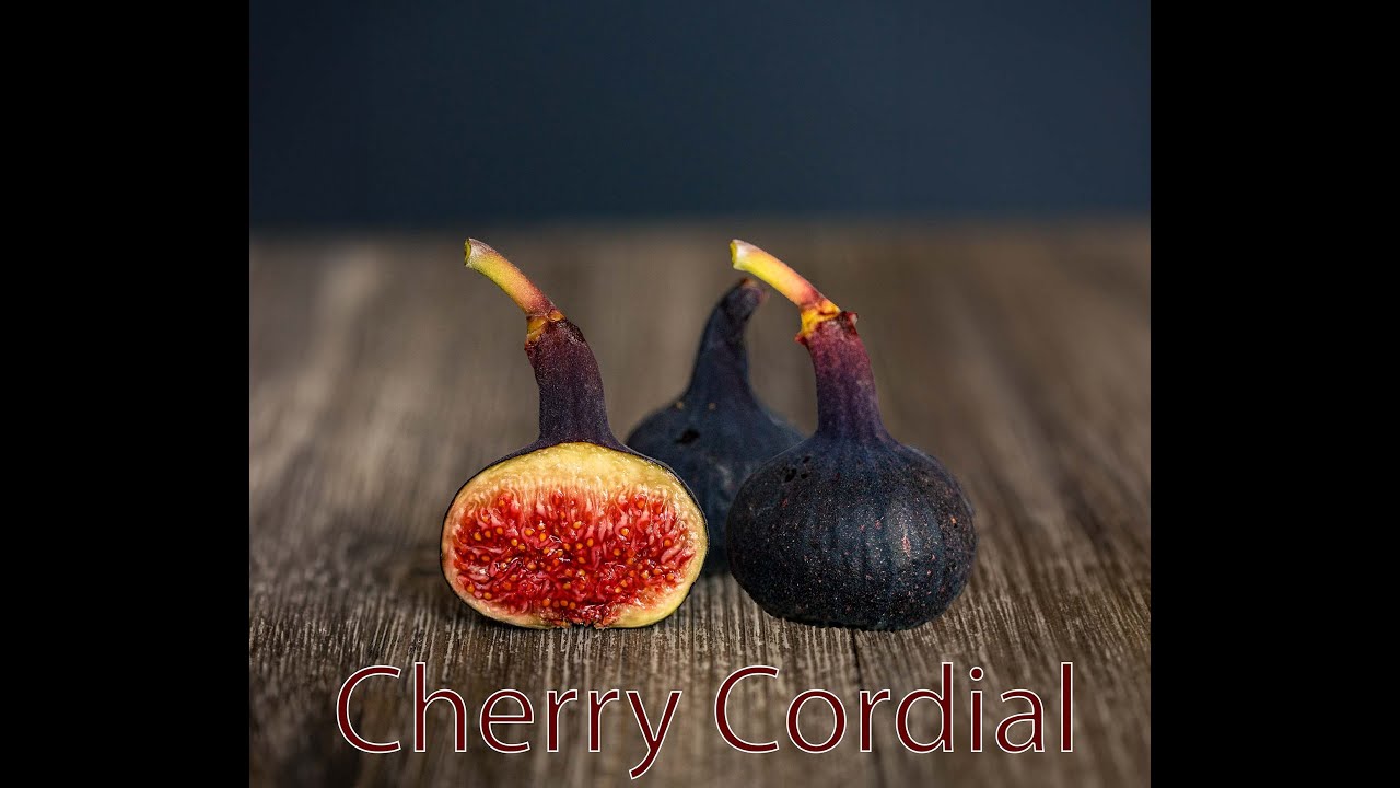 Fig tasting, Variety Cherry Cordial Fig - YouTube