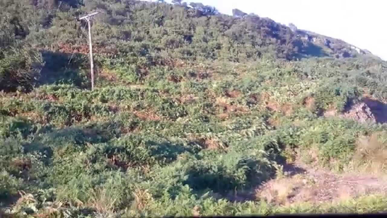 Mull Scotland, deer with foul - YouTube